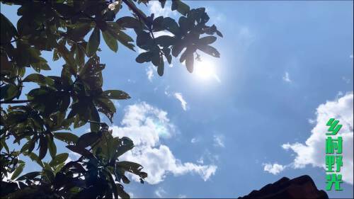 云南大山里的桃子,不打农药不施肥,果子不大但是好吃