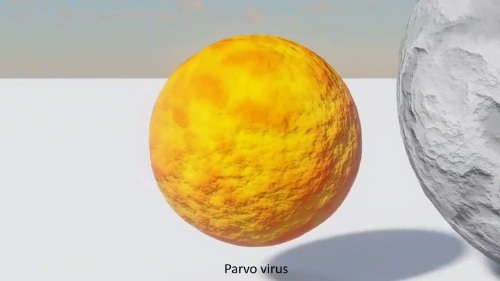 病毒的尺寸差异竟然隐藏着怎样的威胁?冠状病毒又将扮演何种角色?