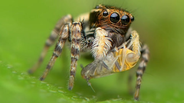 .眼睛每秒能分辨24幅图画(这也是动画片的最低速度)。而昆虫的复眼.