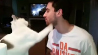 猫咪恨主人的十种表现