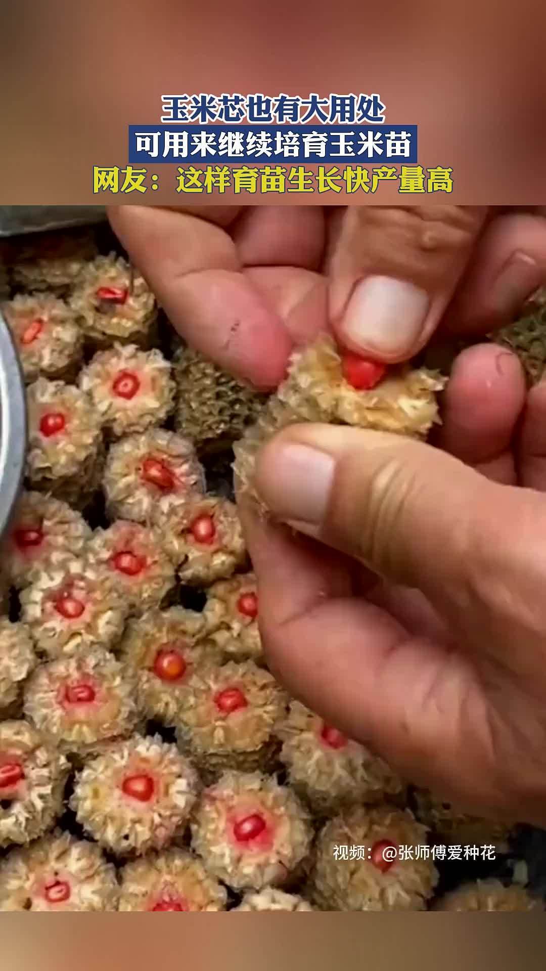 玉米芯也有大用处,可用来继续培育玉米苗