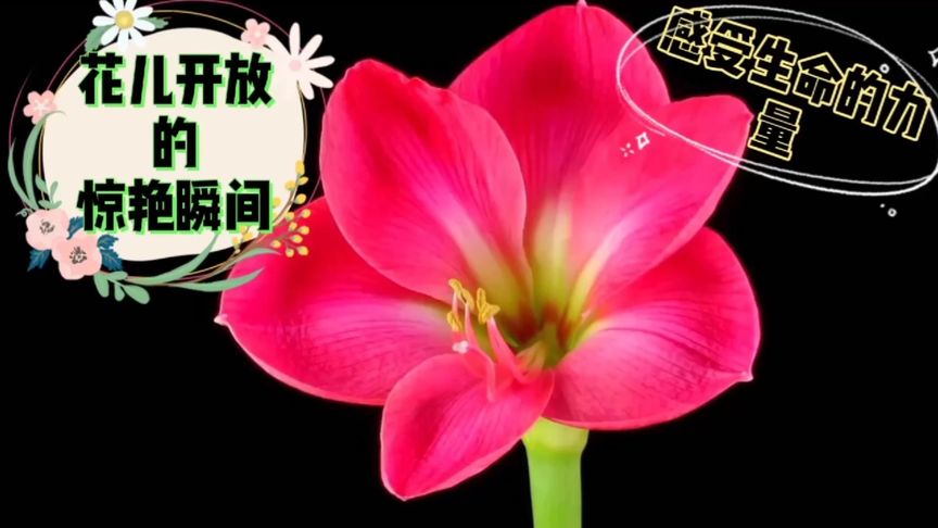 超惊艳,花儿开放的瞬间你见过吗?感受生命之美