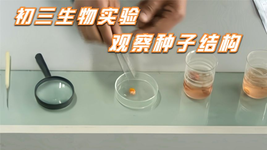 初三生物实验 观察种子结构