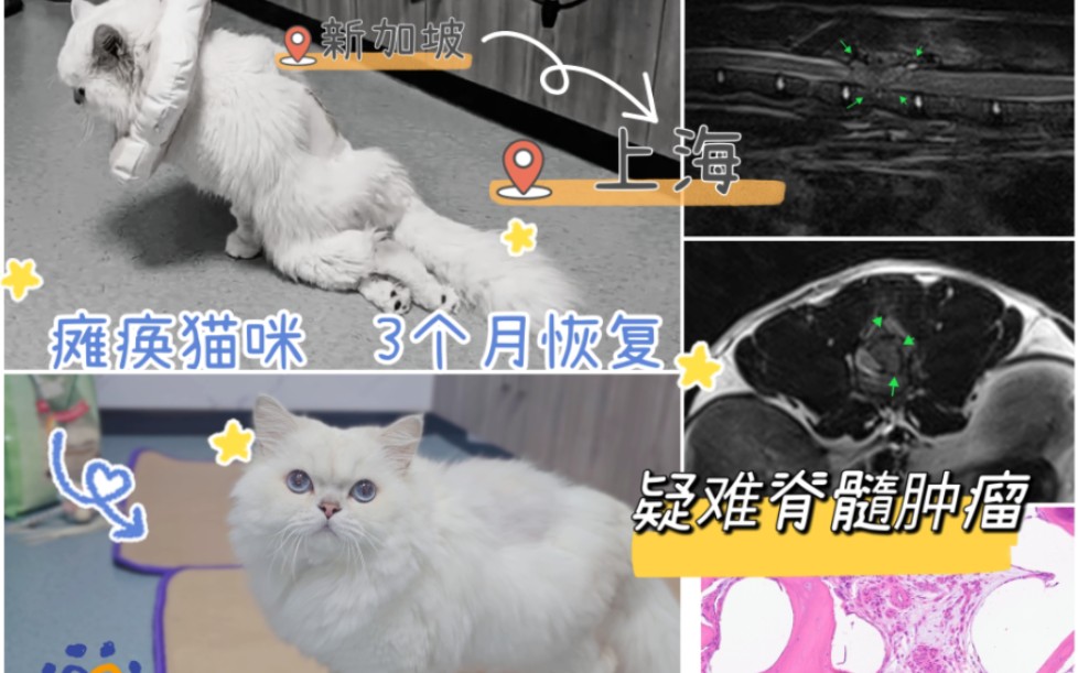 疑难脊髓肿瘤,瘫痪猫咪三个月康复行走