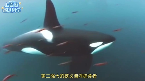 奇妙科学,大白鲨体重有多大 大白鲨和巨齿鲨什么关系