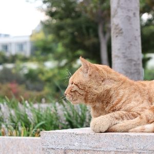 动物庄园老庄主 