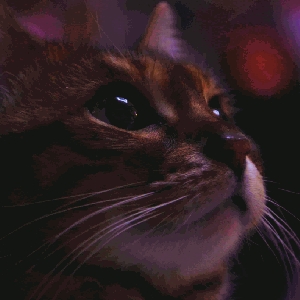 鸭嘴兽和查克斯 