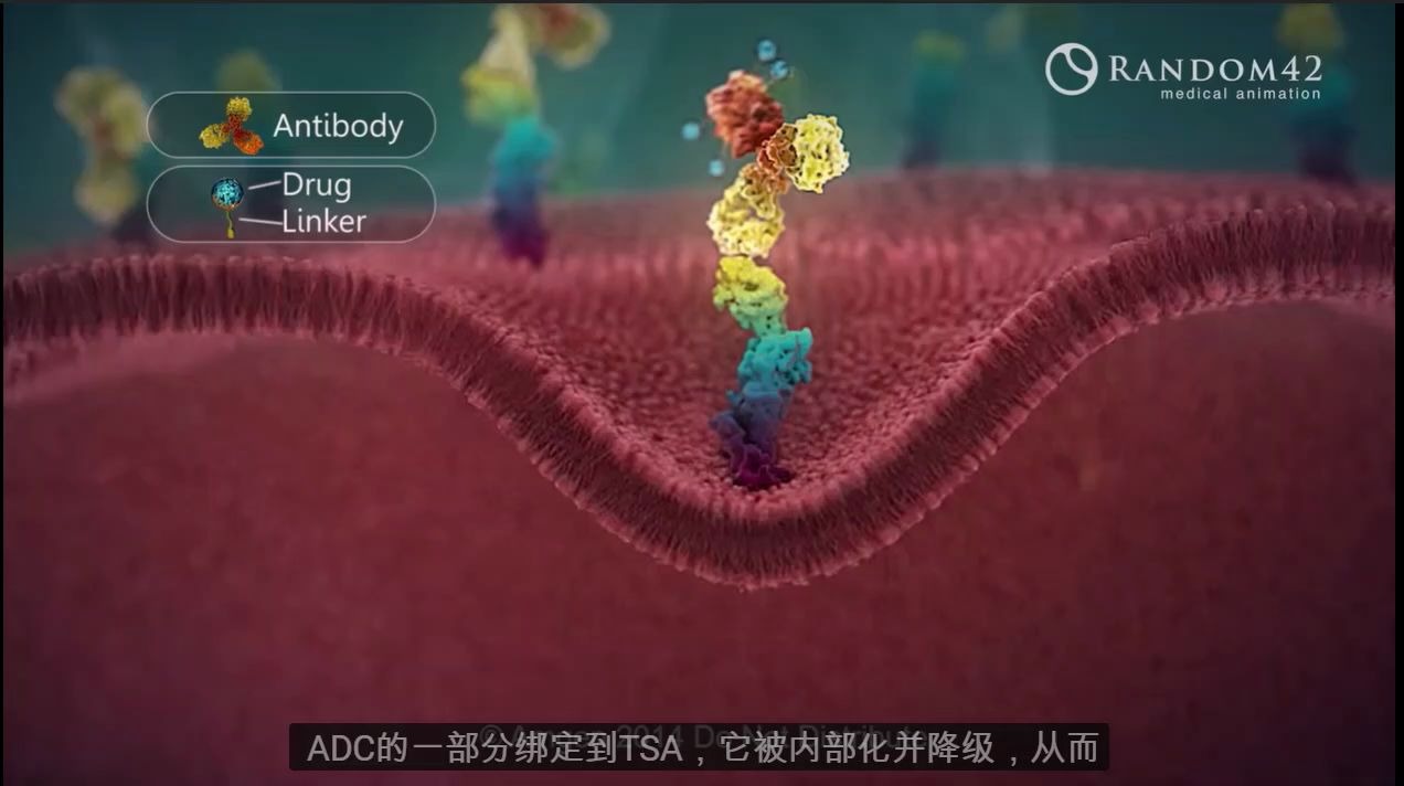 单克隆抗体引导的靶向药物治疗肿瘤