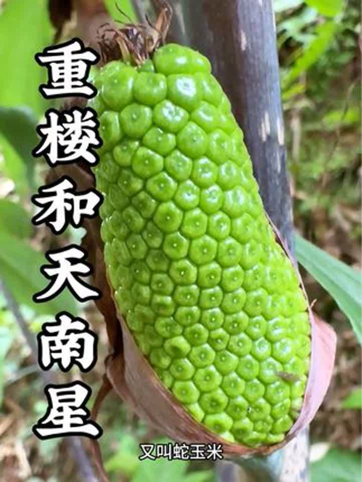 ...民间有俗语:半夏三片叶,南星一把伞,重楼不服气,伞上又加伞,你会分辨...