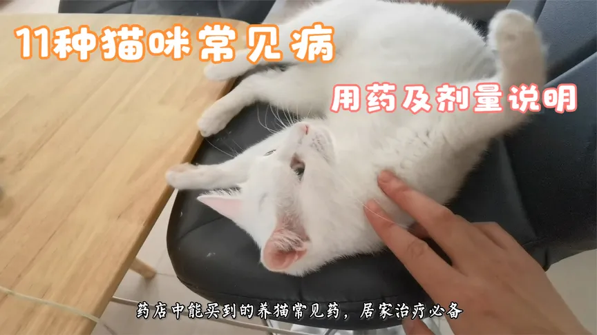 11种猫咪常见病用药及剂量说明,普通药店能买到的新手养猫好物