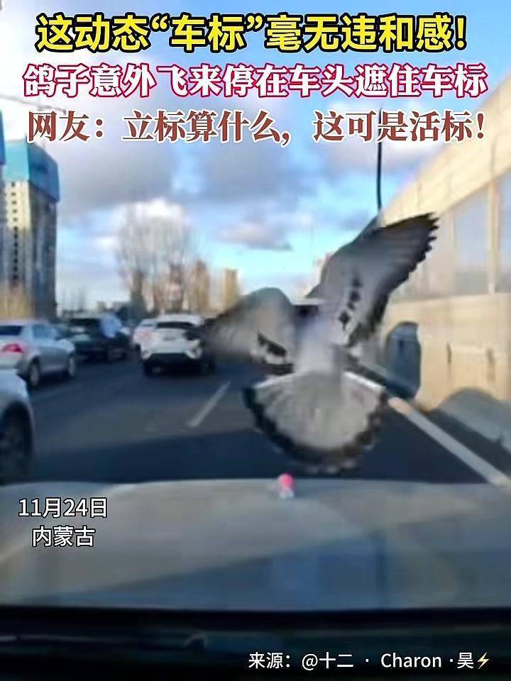 ...居中#意外之喜#小确幸#开心瞬间#和平鸽#红旗#行车记录仪#第一视角