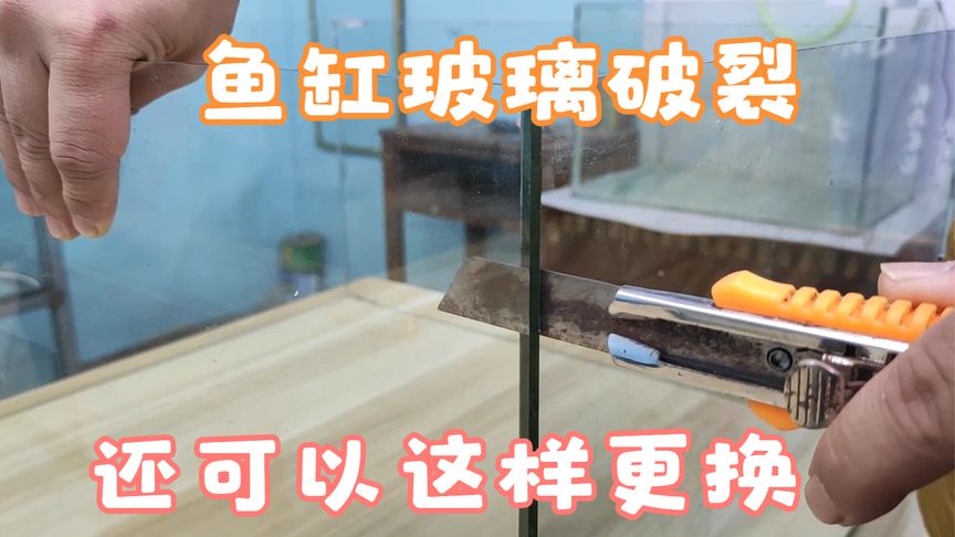 鱼缸的玻璃还可以“替换”?原来这么简单,又可以省钱了