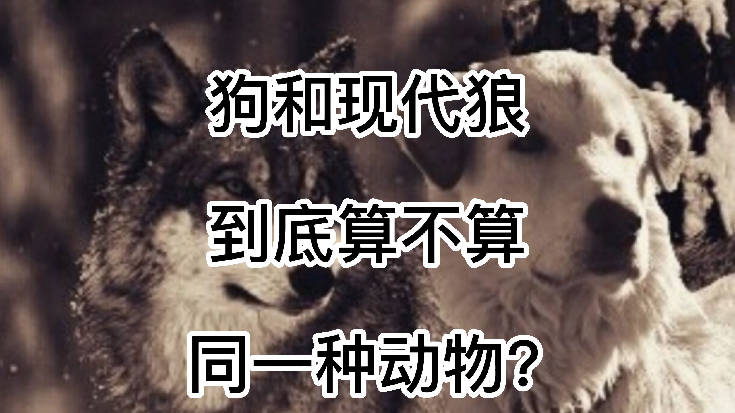 狗和狼到底还算不算是同一物种?狗的起源