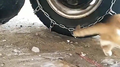 现实生活版的猫和老鼠,围着轮胎转了好几圈,这只猫的表现太逗了!