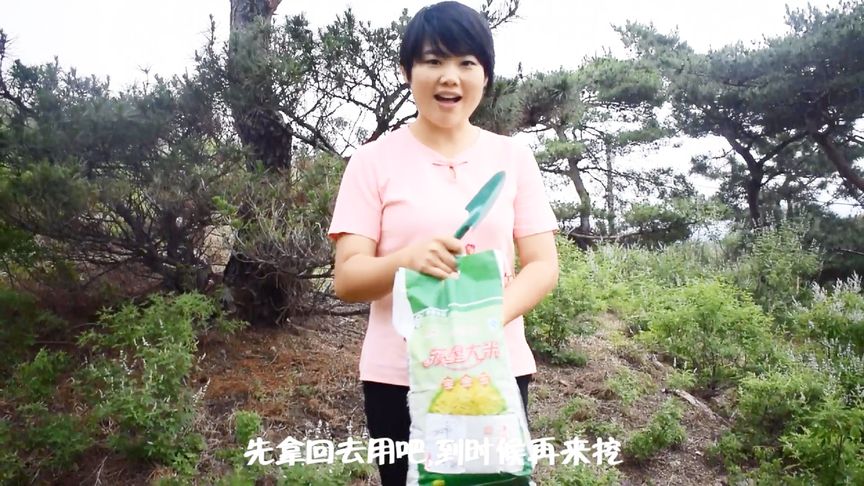 篱笆小院:松针土,功效强,作用大,姑娘为了小院的花,进山取土