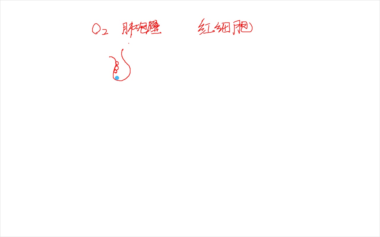 4.4.1流动的组织血液28