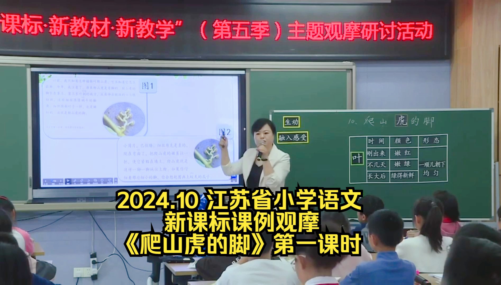 2024.10 江苏省小学语文新课标课例观摩 《爬山虎的脚》第一课时