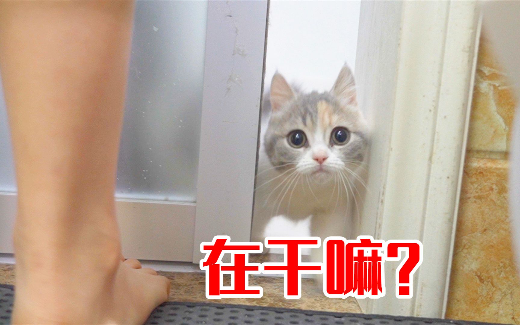 女主人在浴室洗澡时,门口的猫咪都在干什么?