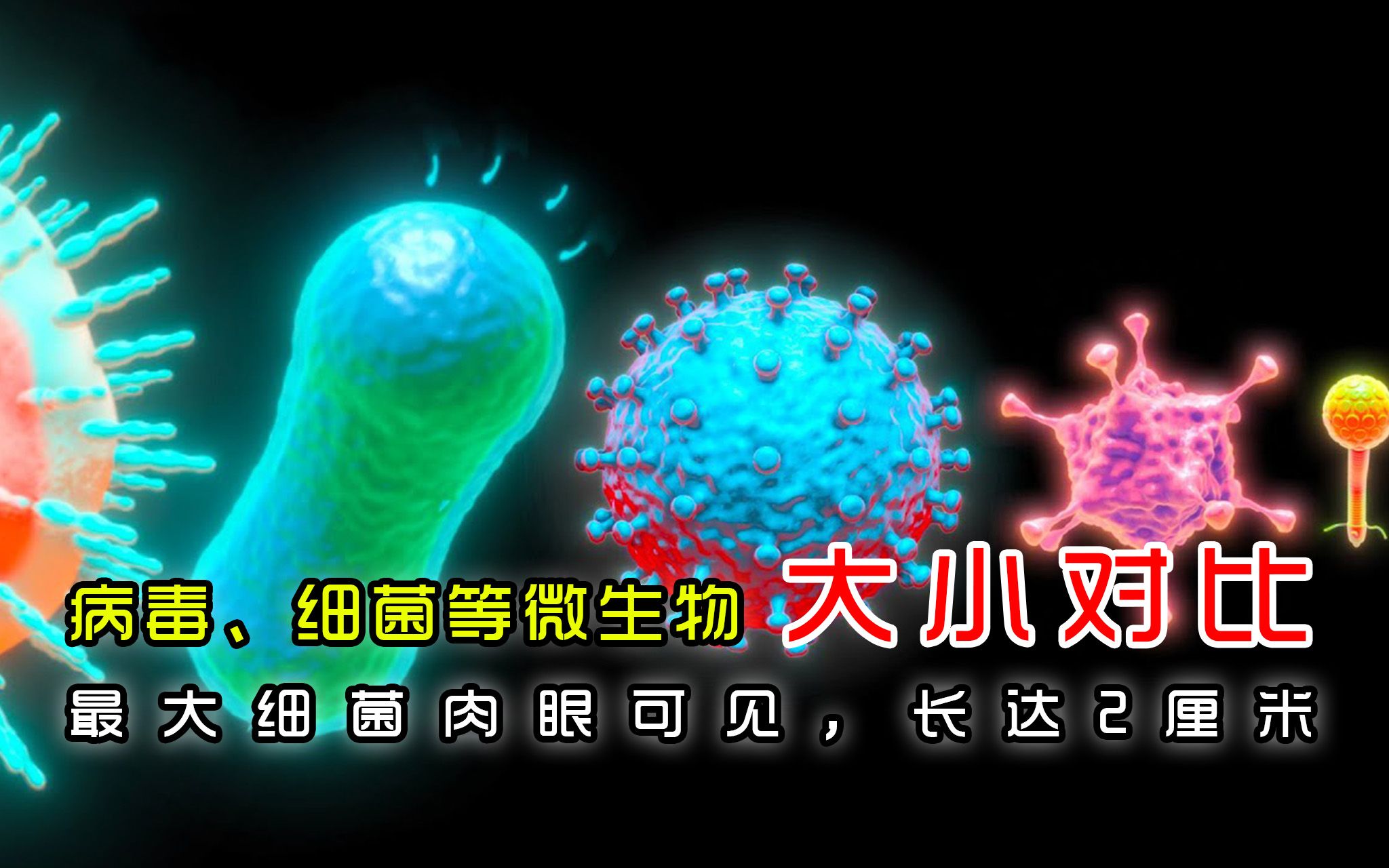 病毒、细菌等微生物大小对比,最大细菌肉眼可见,长达2厘米