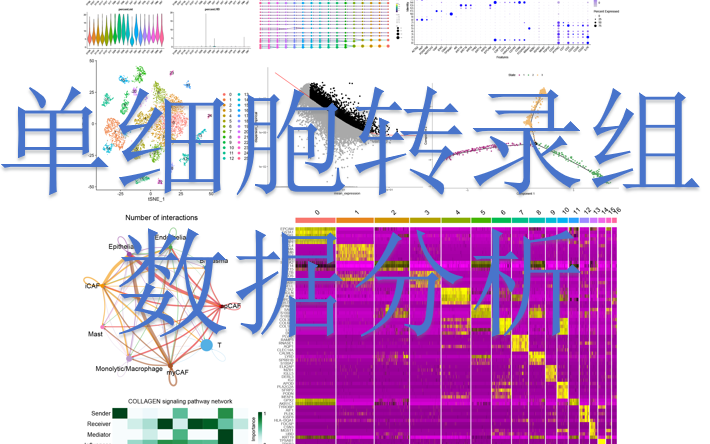 ...入门必看/标准分析流程/实战为主/保姆级教程/生物信息学/R语言/生信...