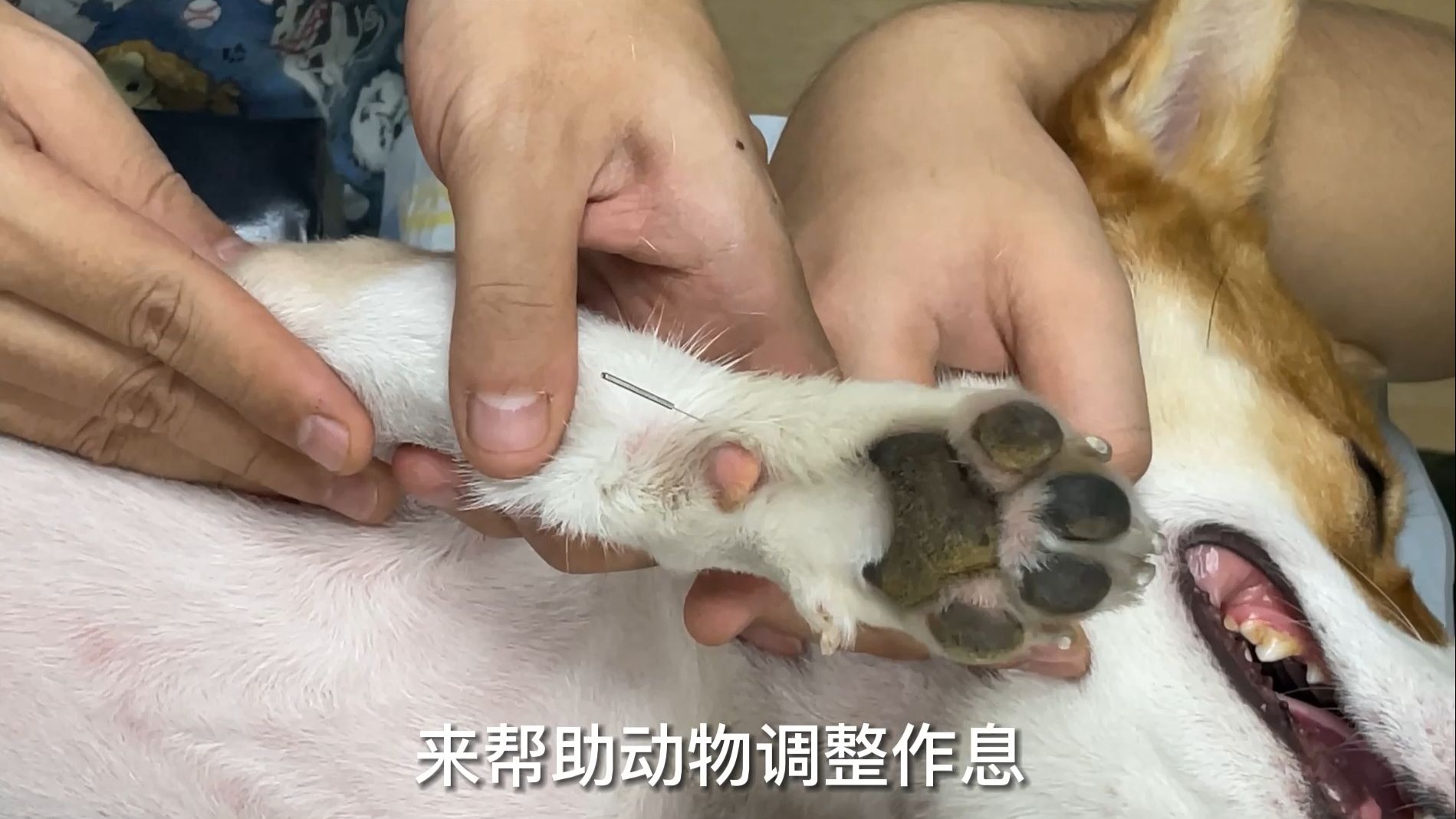 ...针灸经络穴位学习(从入门到精通)必看课程!神门穴的定位与扎针手法