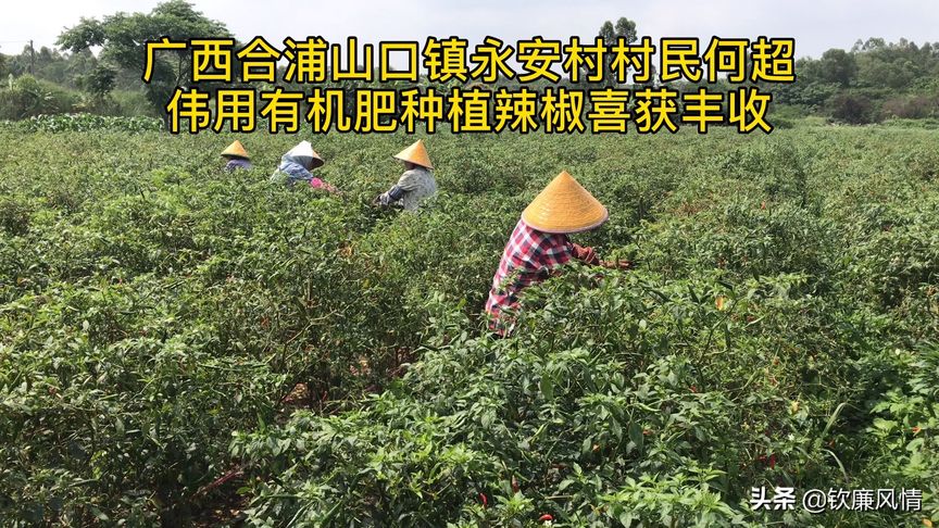有机肥助农丰产丰收作用大