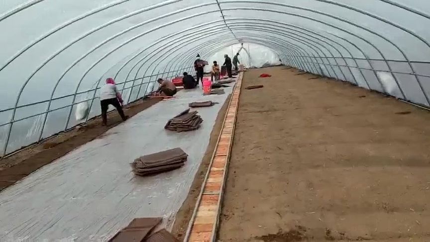 真先进!原来东北佳木斯农村种水稻摆盘都用上这种全自动机器了