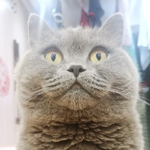 展老師家的鄭有才 