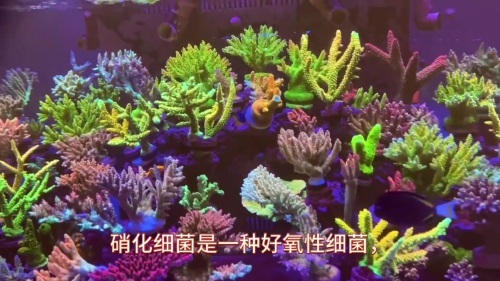 海缸硝化细菌,揭秘神秘小卫士!