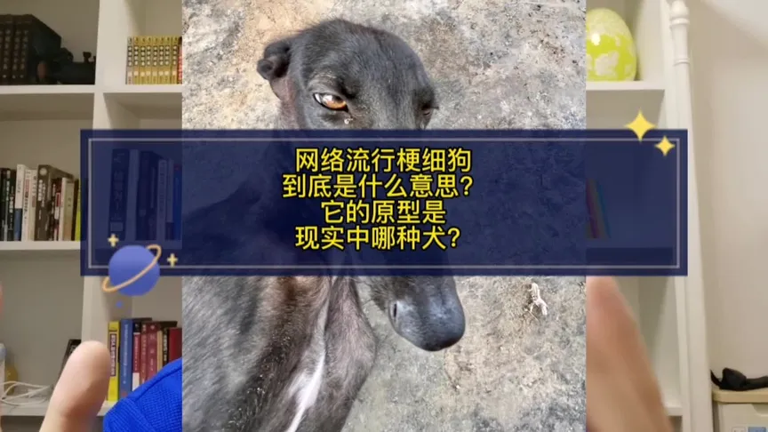 网络流行梗细狗是什么意思?原型是哪种犬?它创造了三项世界记录