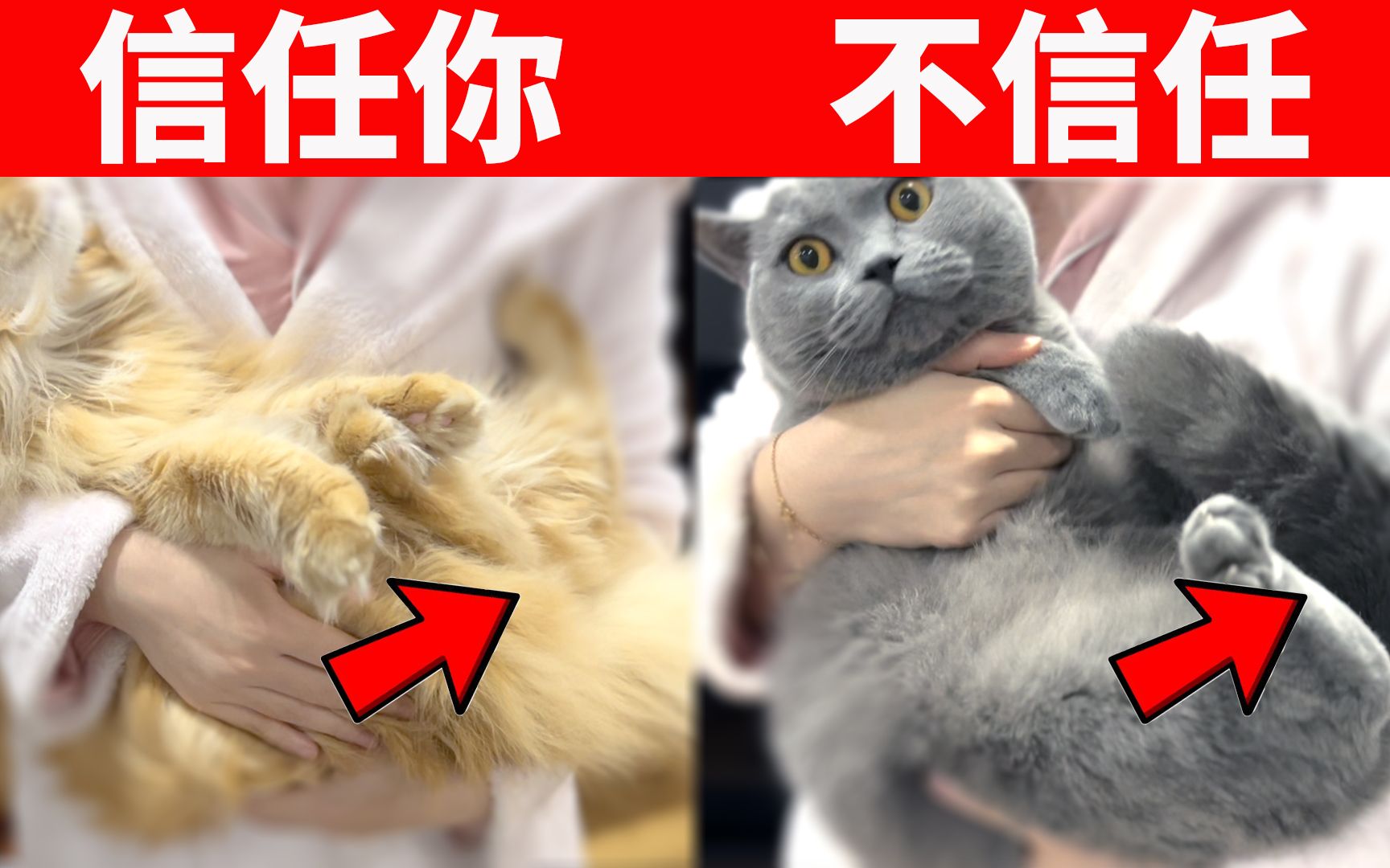 如何快速判断猫咪是否信任你?这6个动作告诉你答案! 【猫咪行为学...