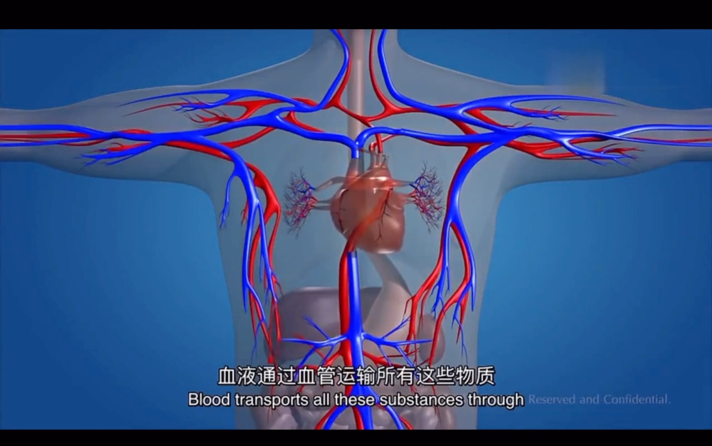 科学知识拓展——体内物质的运输—心脏(Heart)和血管(Blood Vessel)
