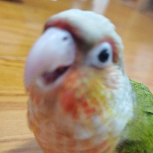半禺心 