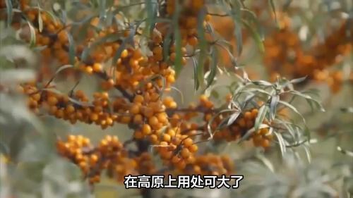 高原沙棘果浆为何被称为"生命奇迹"?独家揭秘其惊人功效原理!