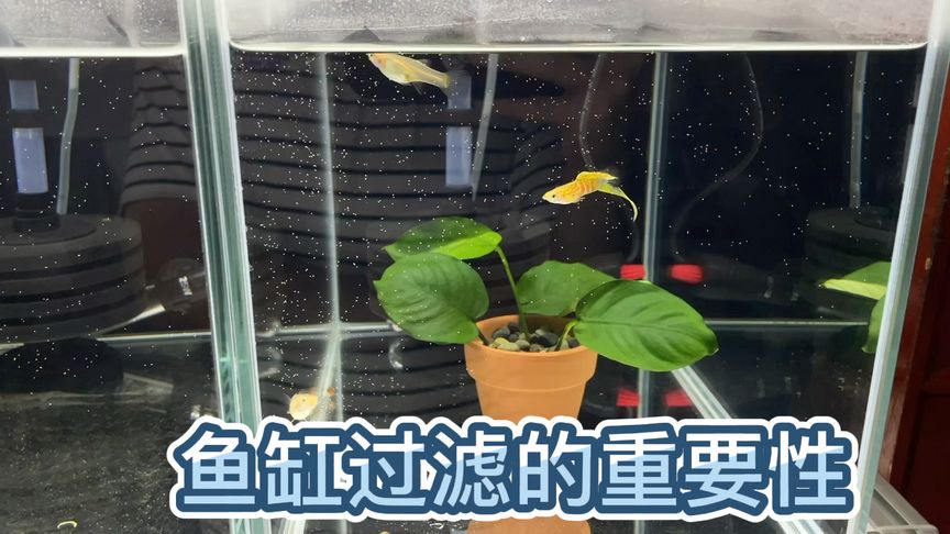 鱼缸有一个完善的硝化系统水质才能好,培养硝化细菌全靠过滤。