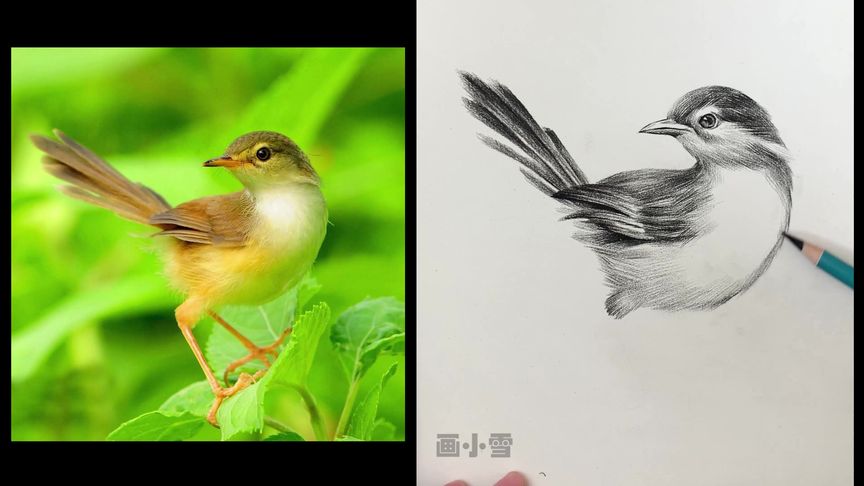 教你画一只可爱的小鸟 素描山鹪莺示范全过程教程