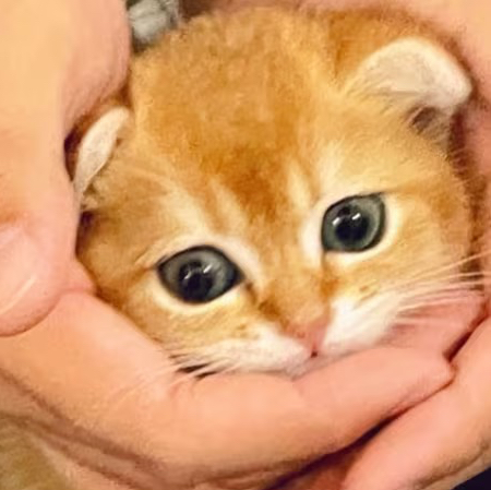 不掉渣的酥皮菠萝包 