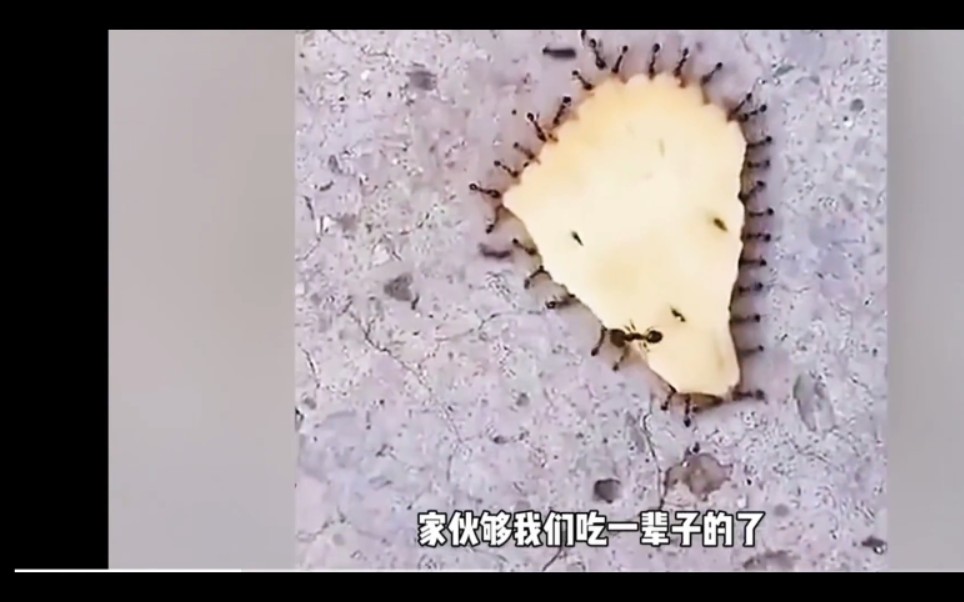 《蚂蚁总动员》