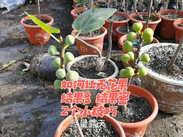 如何让无花果结果多,结节短?其实也没啥大秘密!方法就2个!