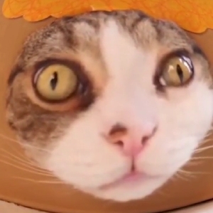 一头智商很高的猪 