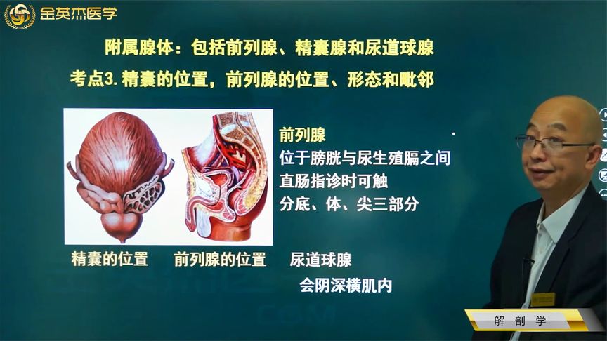 临床解剖学05生殖系统01男性生殖系统02精囊、前列腺的位置、形态