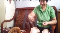 训练狗狗视频 会数数 认卡片 做加减法的狗狗皮皮