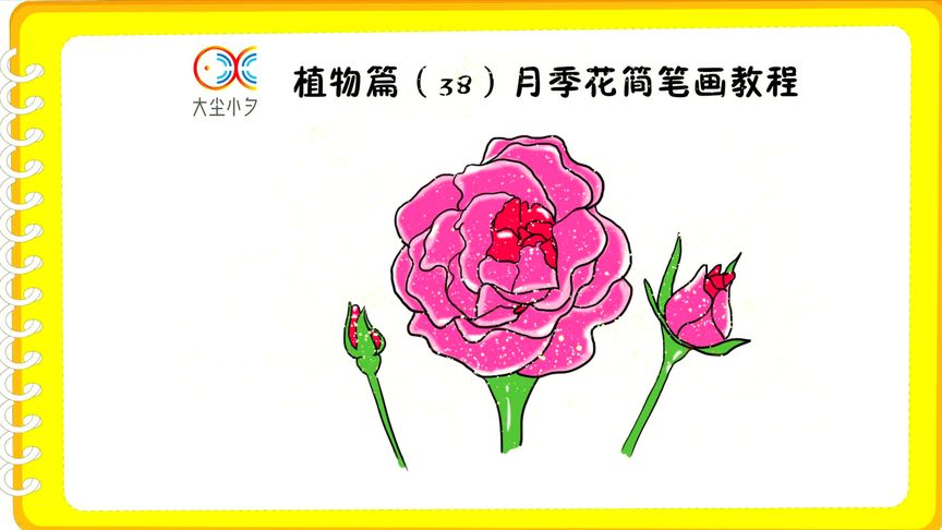 植物篇(38)月季花简笔画教程
