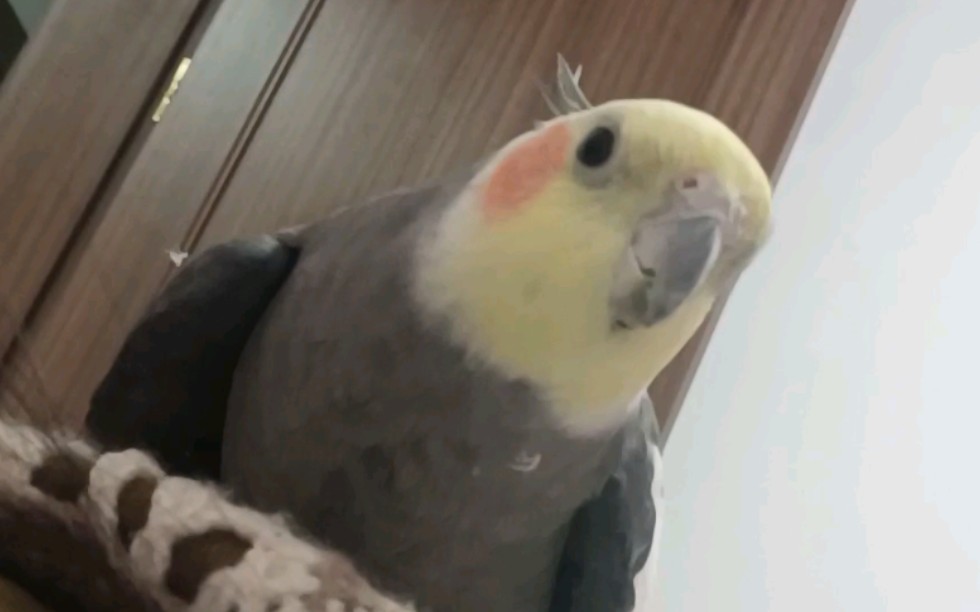 进来看小鸡咕咕咕和唱拍手歌给你听
