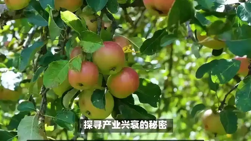 苹果梨:记忆中的甜美果实,敬往昔与未来的产业变迁