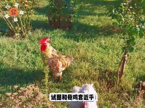 小公鸡勇敢模仿大公鸡,结果却遭到了母鸡的无情反击!