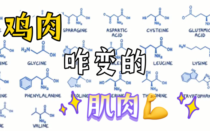 鸡肉是怎么变成你的肌肉的?了解下氨基酸和蛋白质吧～高中生物动画...