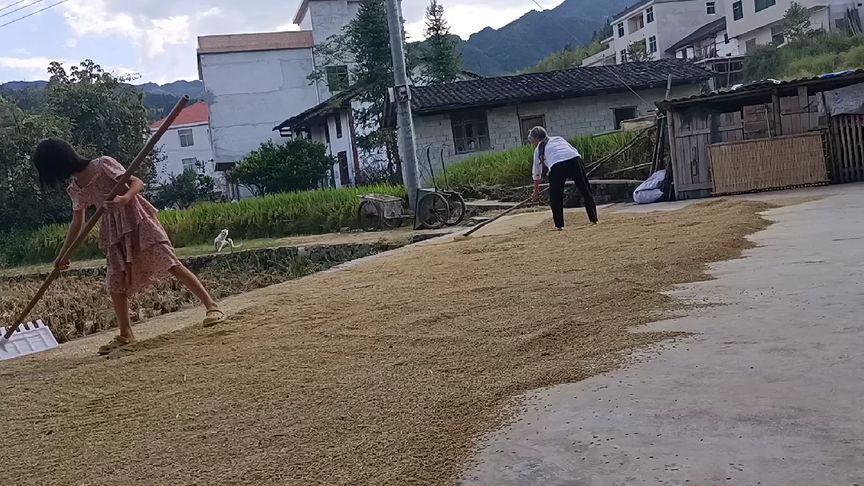 收稻谷真的是件很辛苦的事情,93岁奶奶还是这么的厉害