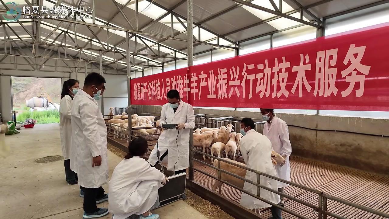 临夏州千名科技人员助推产业振兴行动肉羊体系技术团队来临夏县开展...