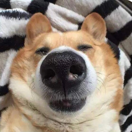 Big_炮 
